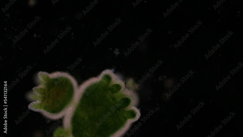 Hydra is a genus of small, fresh-water animals of the phylum Cnidaria ...