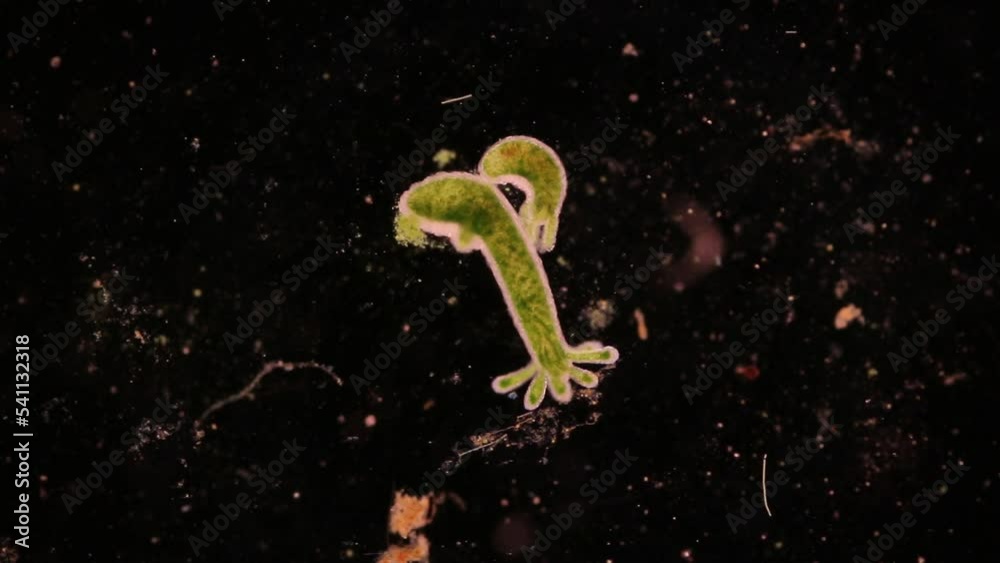 Hydra is a genus of small, fresh-water animals of the phylum Cnidaria ...