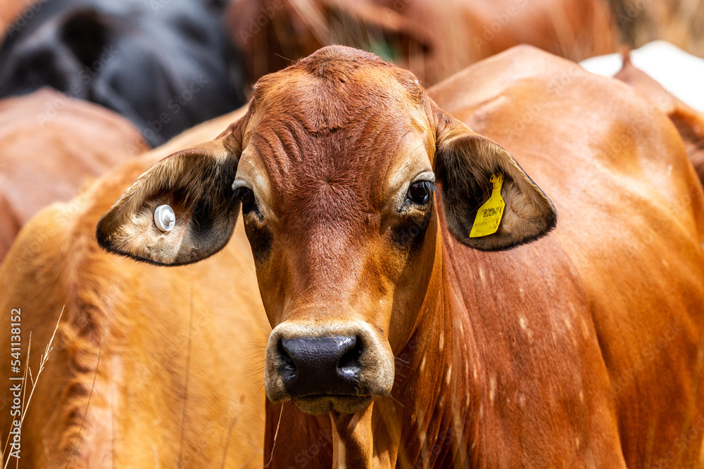 Headshot closeup of cattle. Stock Photo | Adobe Stock