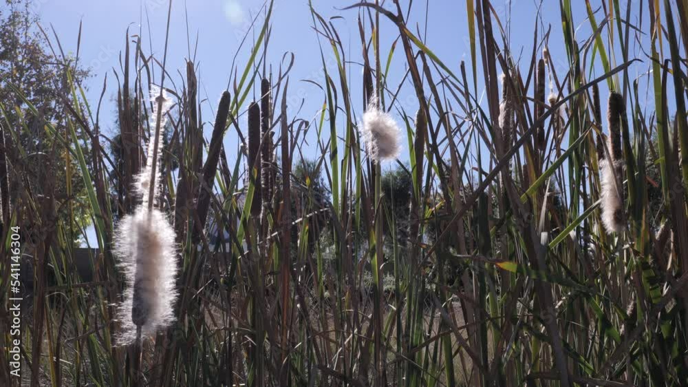 Typha or cattail is a marsh plant. In autumn, its inflorescences open ...