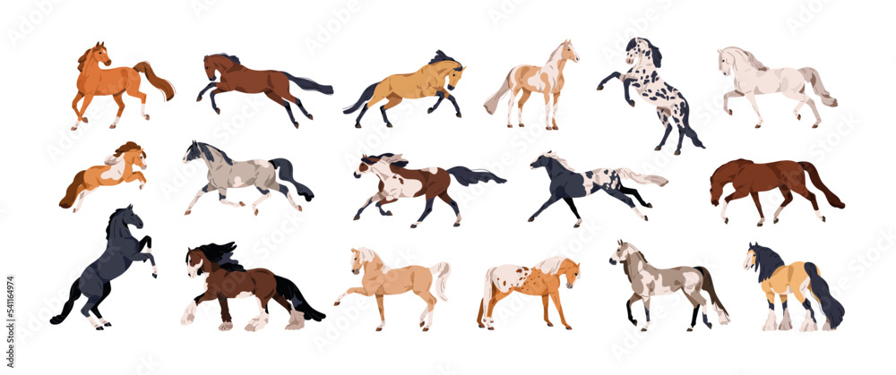 Horses set. Different thoroughbred stallion breeds during gallop, trot ...