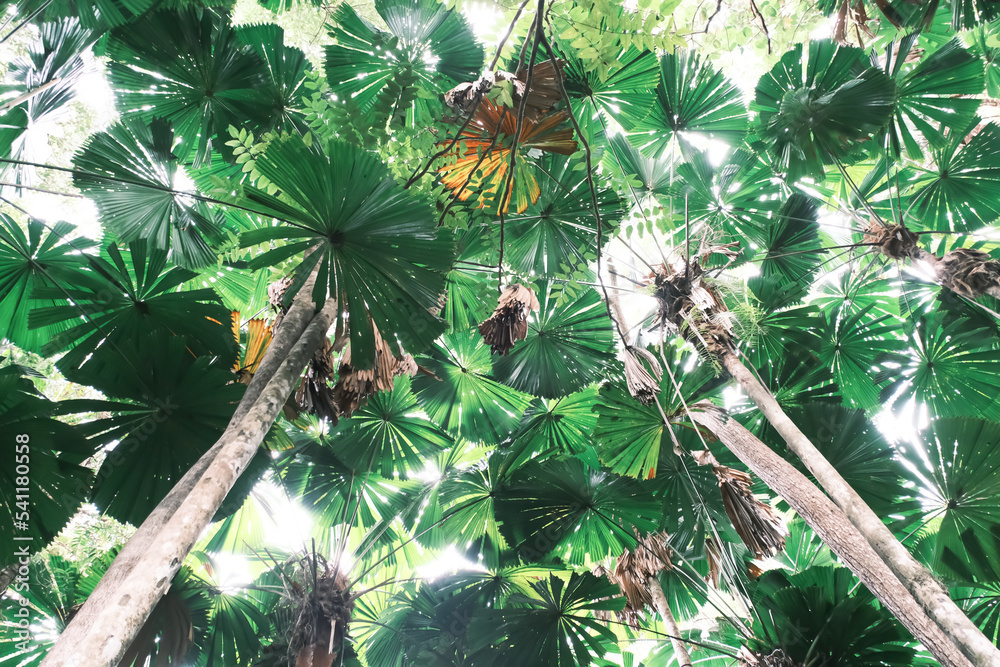 Beautiful palm trees of low Daintree rainforest, from low angle shot ...