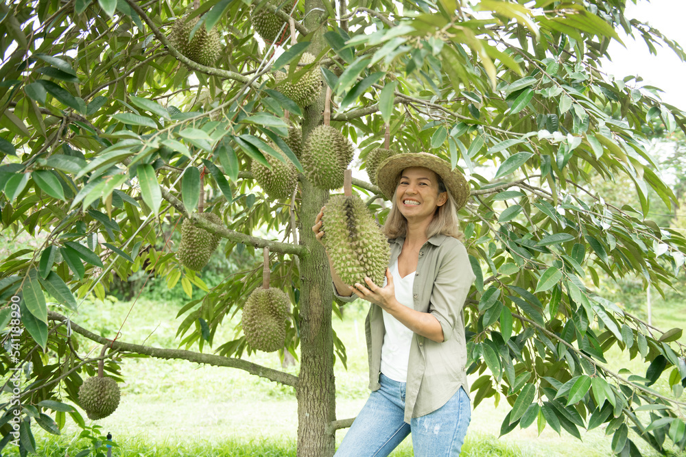 Happy young asian woman farmer holding durian in durian plantation ...