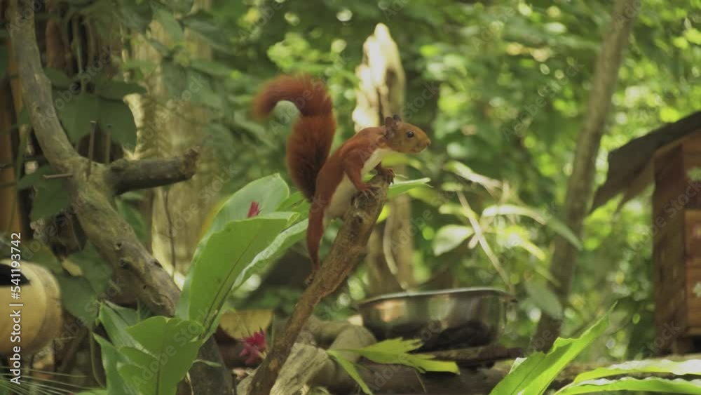 Cute red squirrel on a tree eating nut, animals and nature Stock Video ...