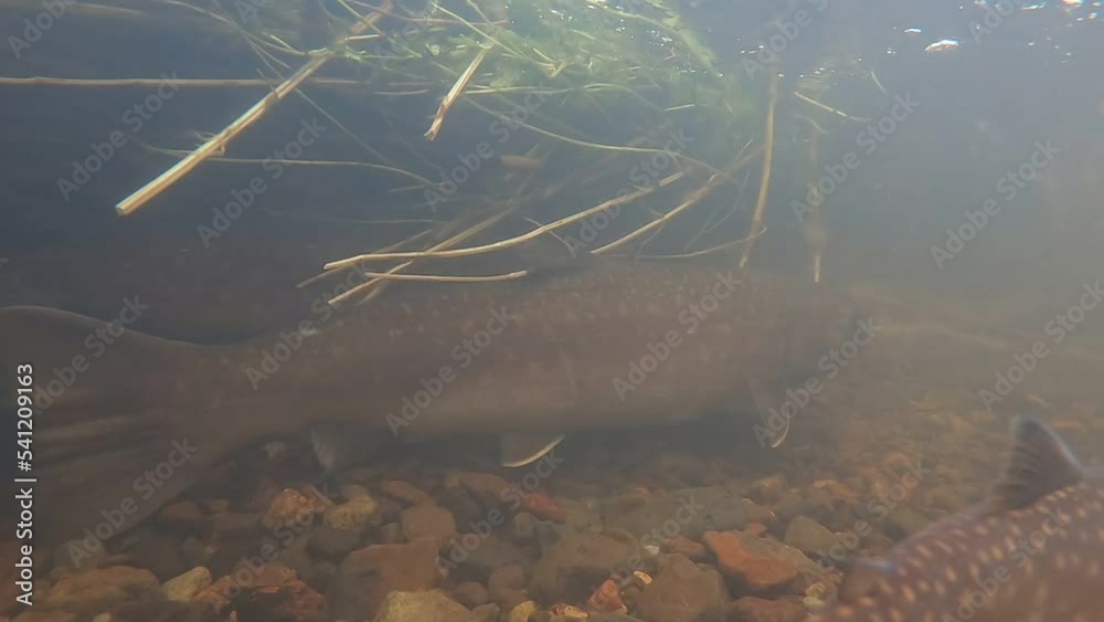 Underwater photography of Amemasu spawning in eastern Hokkaido wetland ...