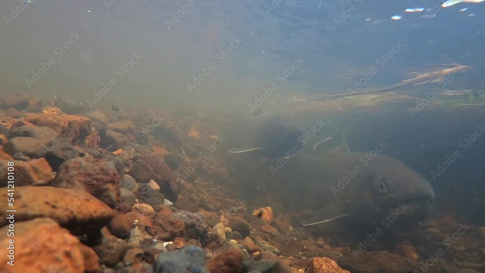 Underwater photography of Amemasu spawning in eastern Hokkaido wetland ...