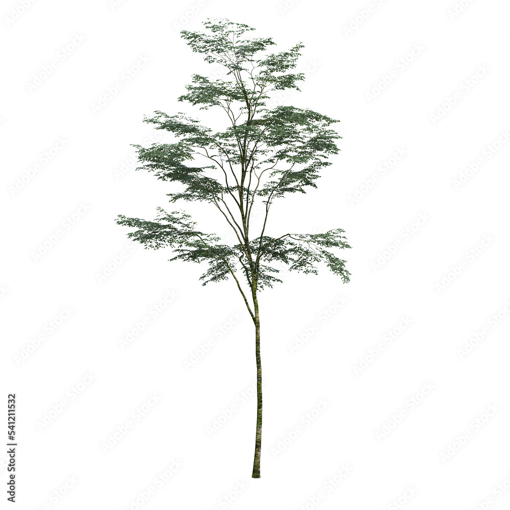deciduous tree, isolate on a transparent background, 3d illustration ...
