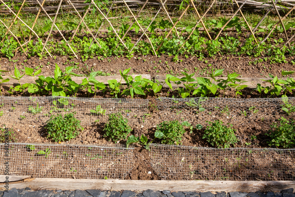 Au potager - gros plan sur des jeunes plants de légumes dans une rangée ...