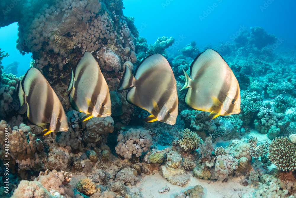 Coral reef fish Stock Photo | Adobe Stock