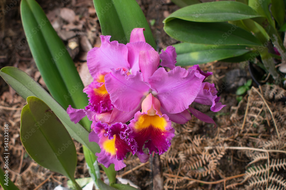 Beautiful cattleya orchid for exhibition, large size and intense color ...