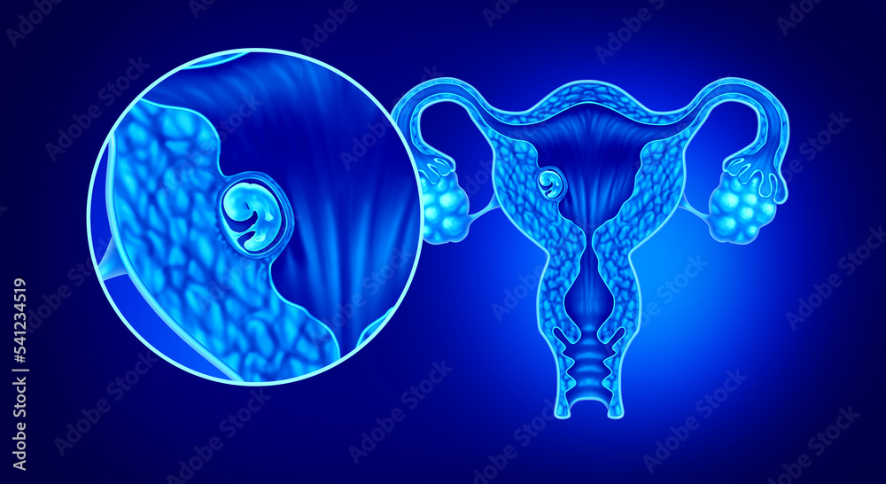 Implanted Human Embryo Concept And Successful Pregnancy Implantation In