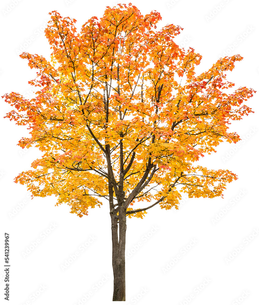PNG Autumn maple tree Yellow red autumnal leaves Stock Illustration ...