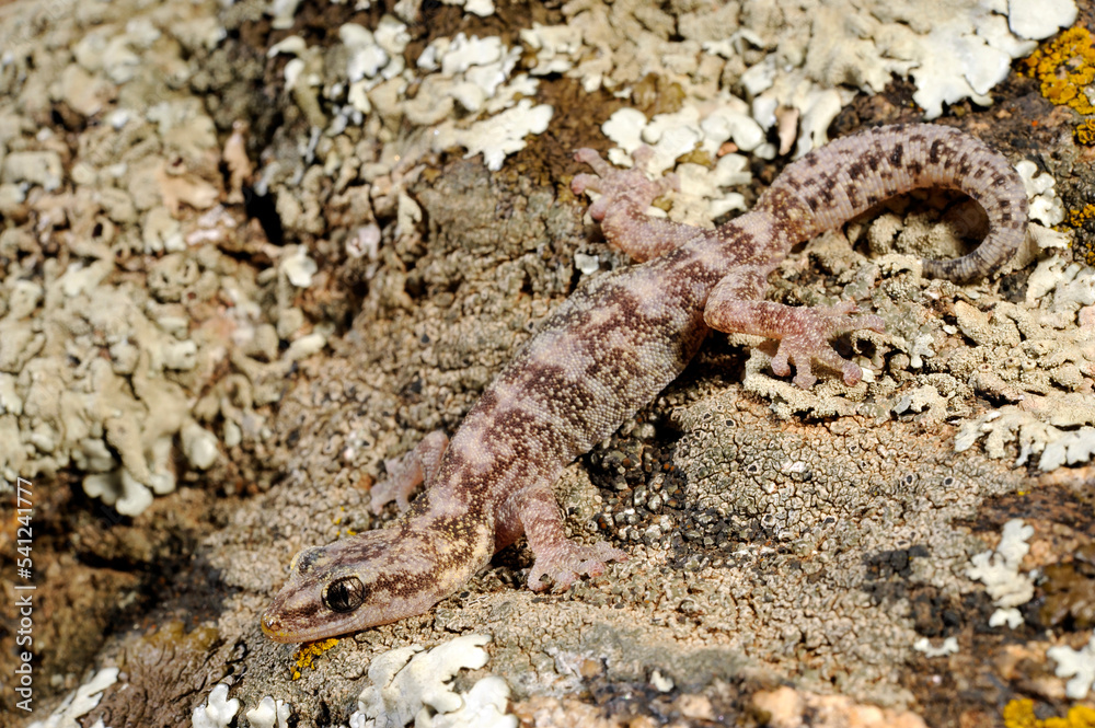 European leaf-toed gecko // Europäischer Blattfingergecko (Euleptes ...