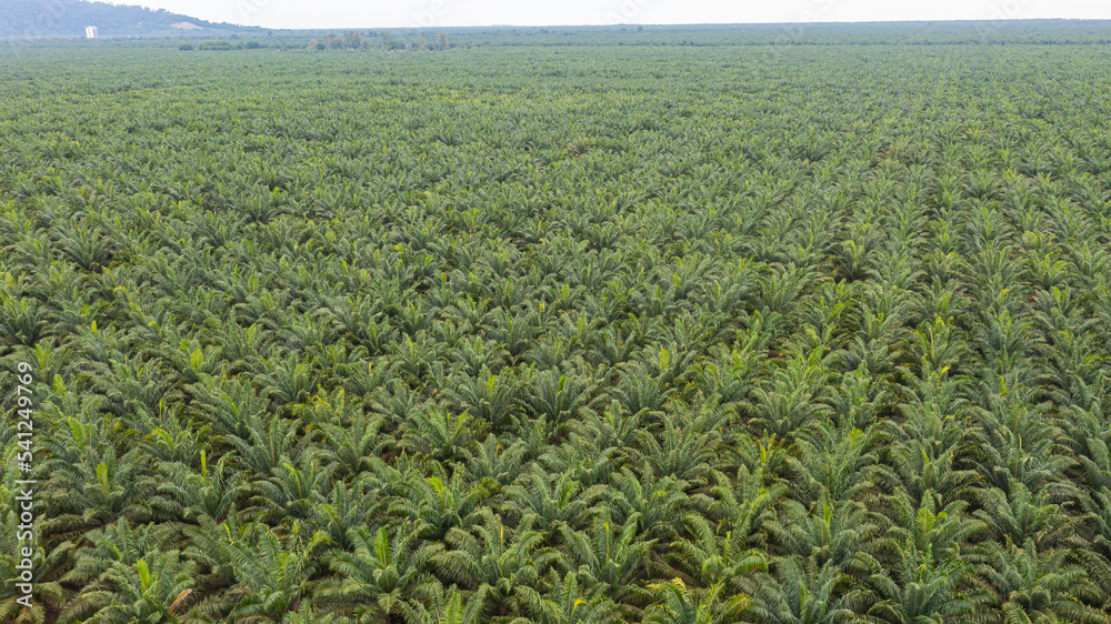 Aerial view, directly above a palm oil plantation in Malaysia ...