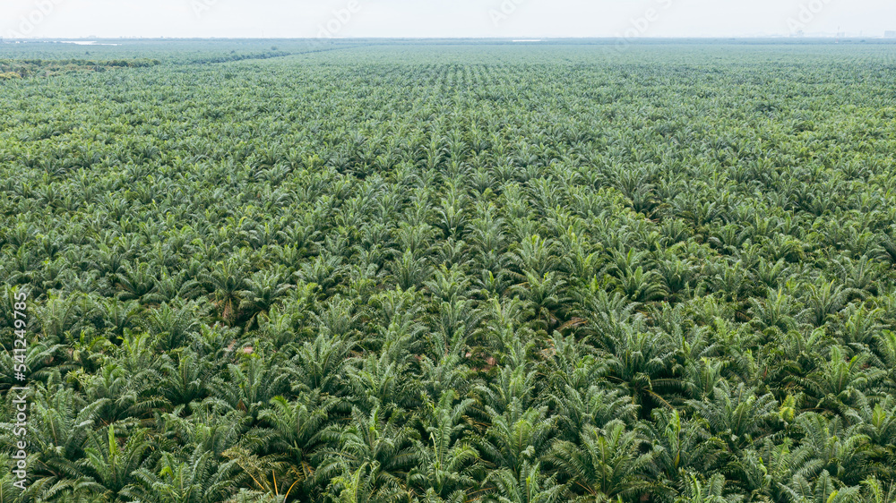 Aerial view, directly above a palm oil plantation in Malaysia ...