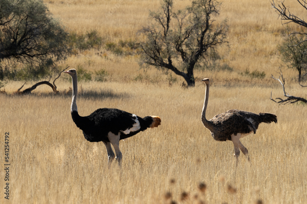 Autruche d'Afrique, .Struthio camelus, Common Ostrich, Désert du ...