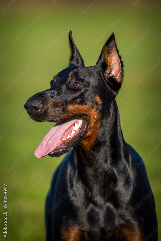 Doberman portrait on the meadow Stock Photo | Adobe Stock