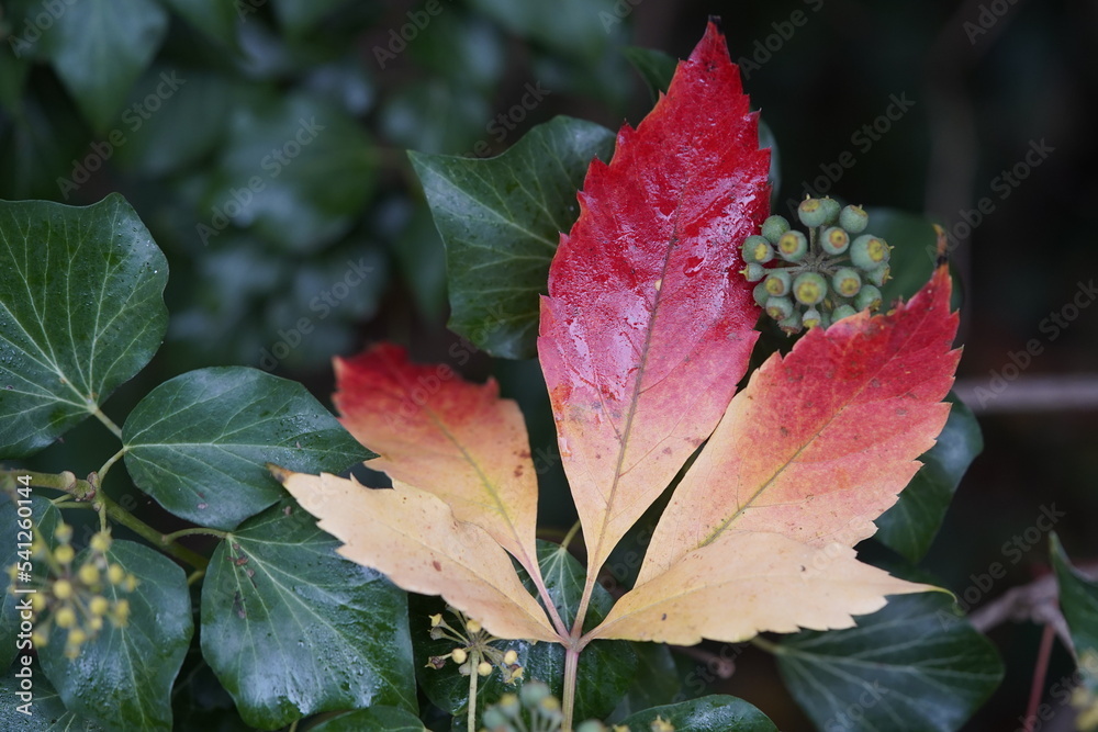 Parthenocissus quinquefolia, known as Virginia creeper, Victoria ...