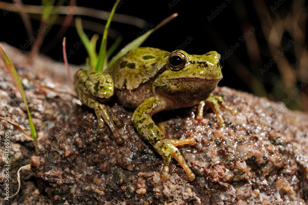 Fotka „Sardinian tree frog, Tyrrhenian tree frog // Tyrrhenischer ...