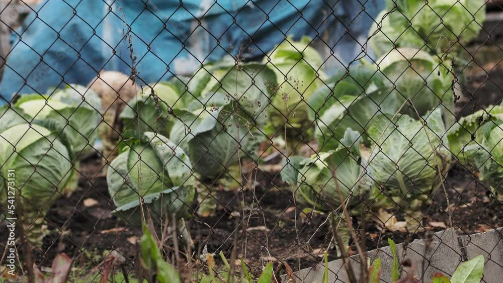 Farm. Ripe cabbage grows behind a fence made of metal mesh in the ...
