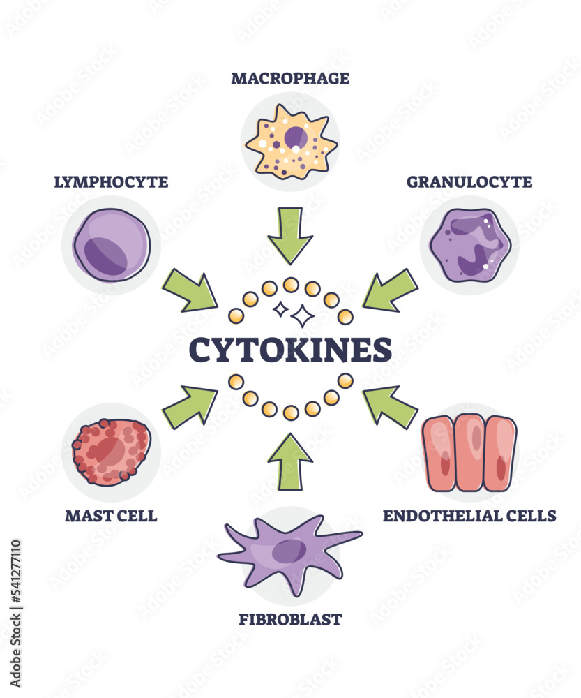 Cytokines releasing cells list for immune system response outline ... Cytokines releasing cells list for immune system response outline ...