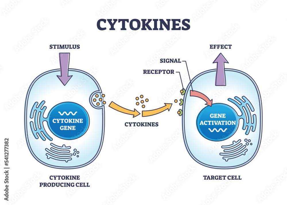 Cytokines process as micro proteins for cell signaling outline diagram ... Cytokines process as micro proteins for cell signaling outline diagram ...
