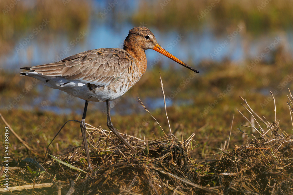 Black tailed godwit (Limosa limosa) in grass field at polder arkemheen ...