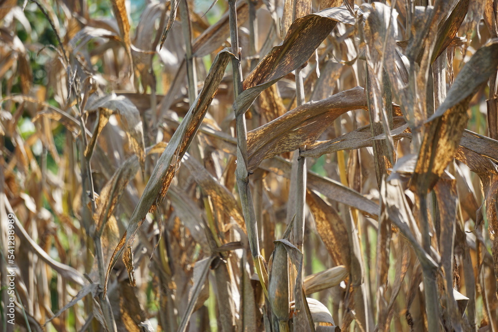 The tree of corn is a tree with a natural background. The tree is dry ...