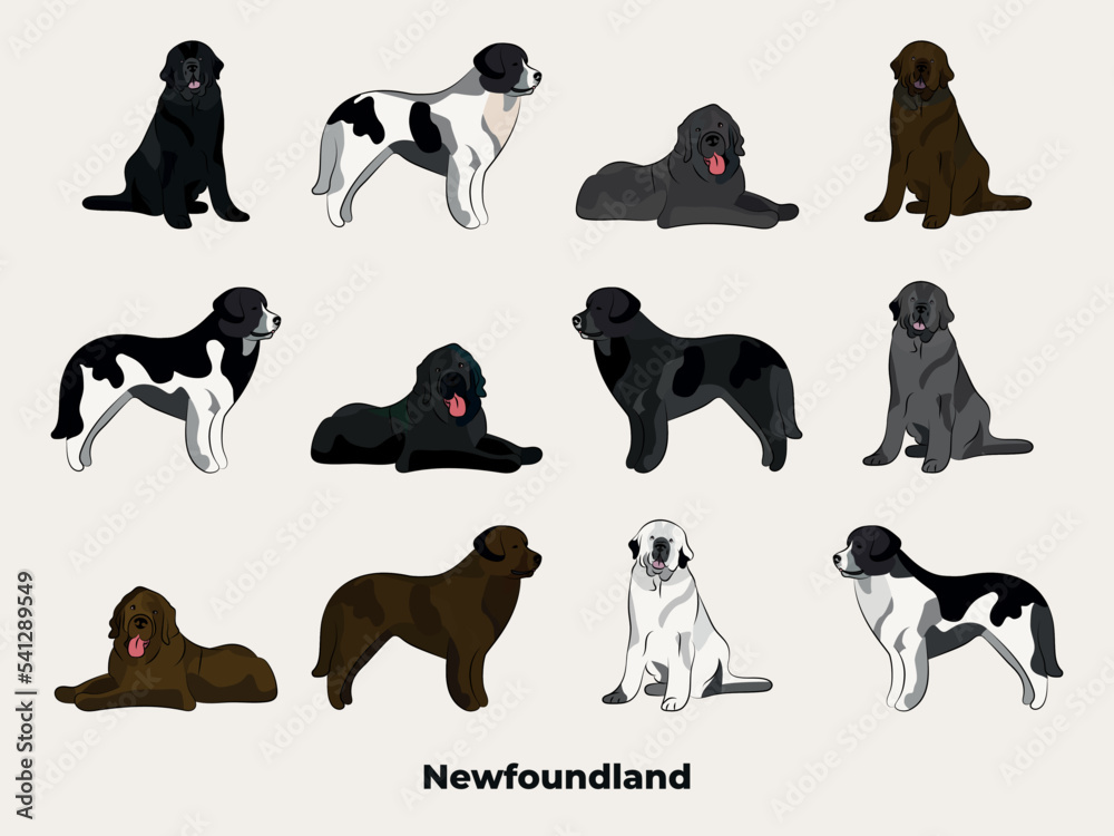 Newfoundland colors. Cute newfie dogs characters in various poses ...