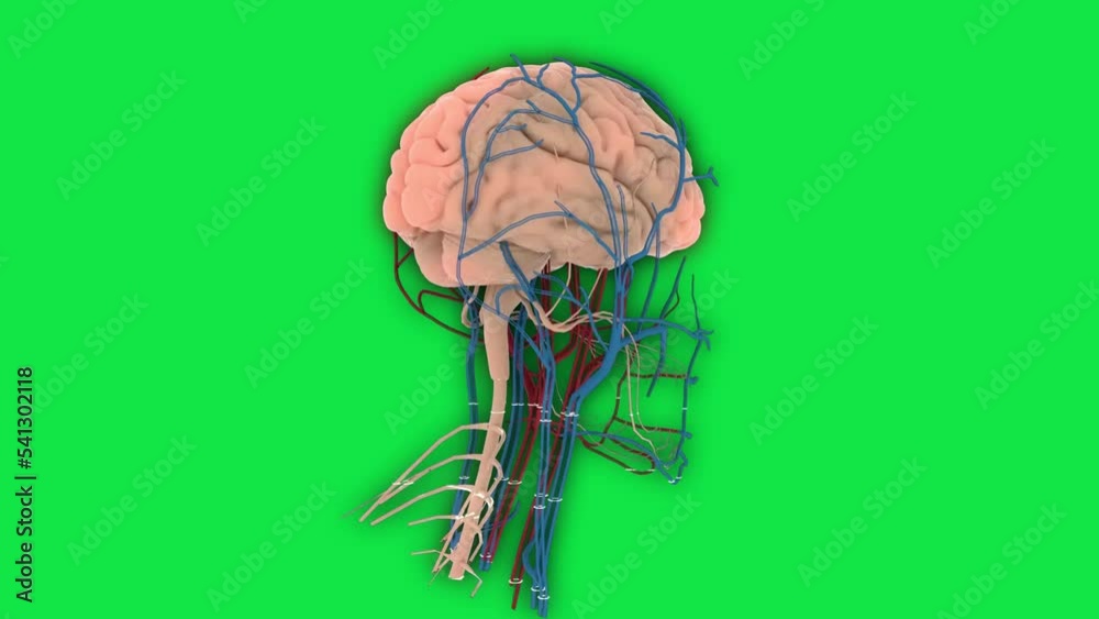 3d Animation of dopamine and serotonin release from the nervous system ...