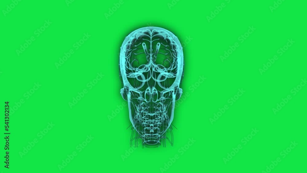 3d Animation of dopamine and serotonin release from the nervous system ...