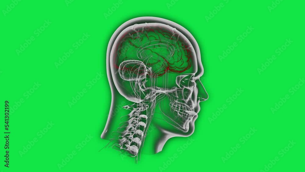 3d Animation of dopamine and serotonin release from the nervous system ...