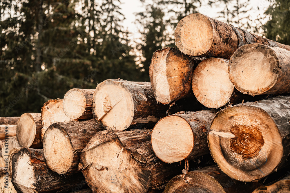 Log spruce trunks pile. Sawn trees from the forest. Logging timber wood ...