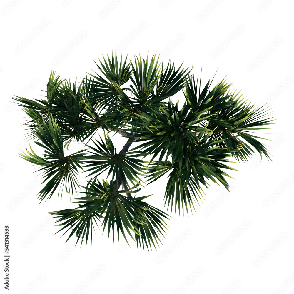 Top view of Plant (Pandanus Pandan Pudak) Tree png Stock Illustration ...