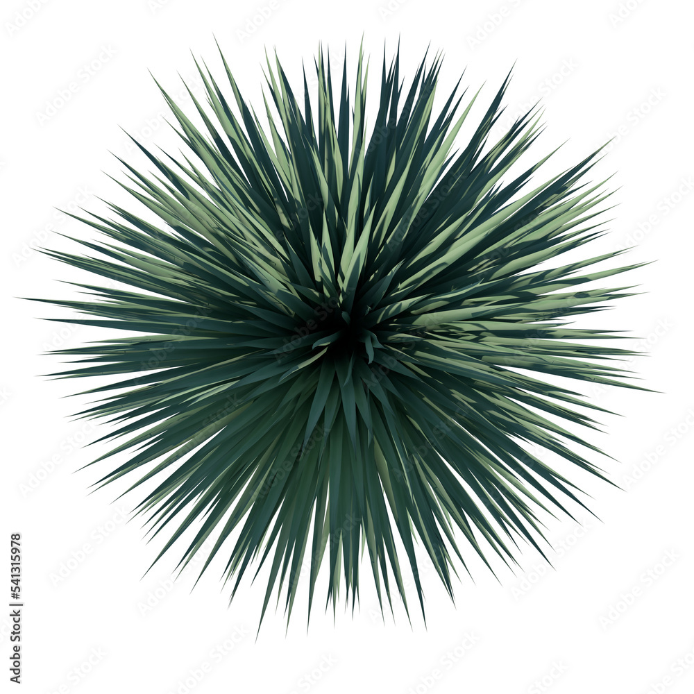 Top view of Plant (Giant yucca Yucca Guatemalensis 2) Tree png Stock ...
