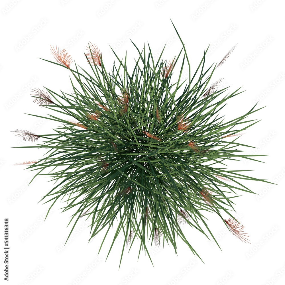 Top view of Plant (Vetiver Chrysopogon zizanioides) Tree png Stock ...