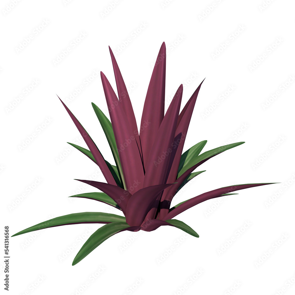 Front view of Plant (boat lily Tradescantia spathacea) Tree png Stock ...