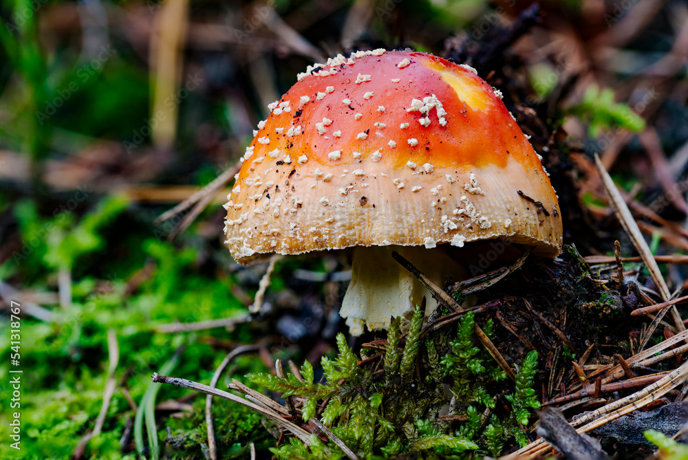 Poisonous fungus that grows in the forest in tall grasses. Autumn ...