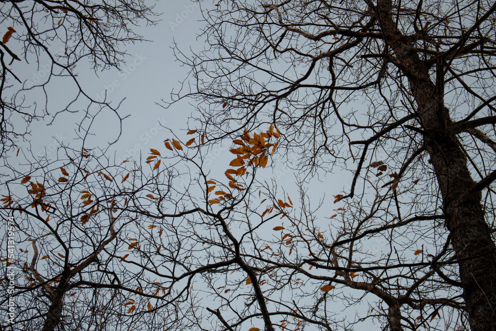 Look up into a forest sky Stock Photo | Adobe Stock