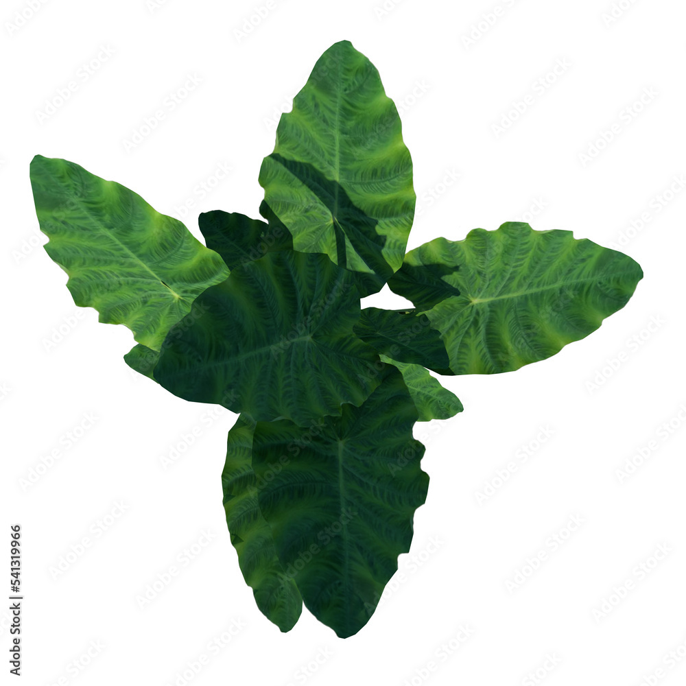 Top view of Plant (Giant Taro Alocasia macrorrhiza ) Tree png Stock ...