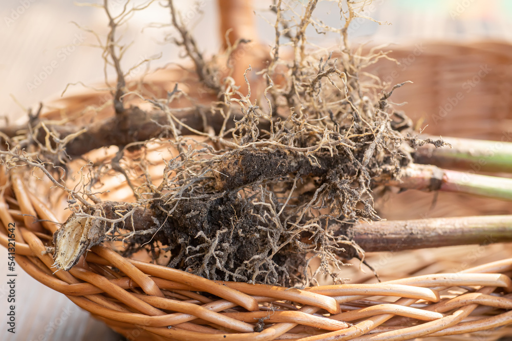 Valerian roots close-up. Collection and harvesting of plant parts for ...