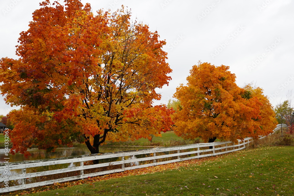 vivid maple trees in Fall along a fence line Stock Photo | Adobe Stock
