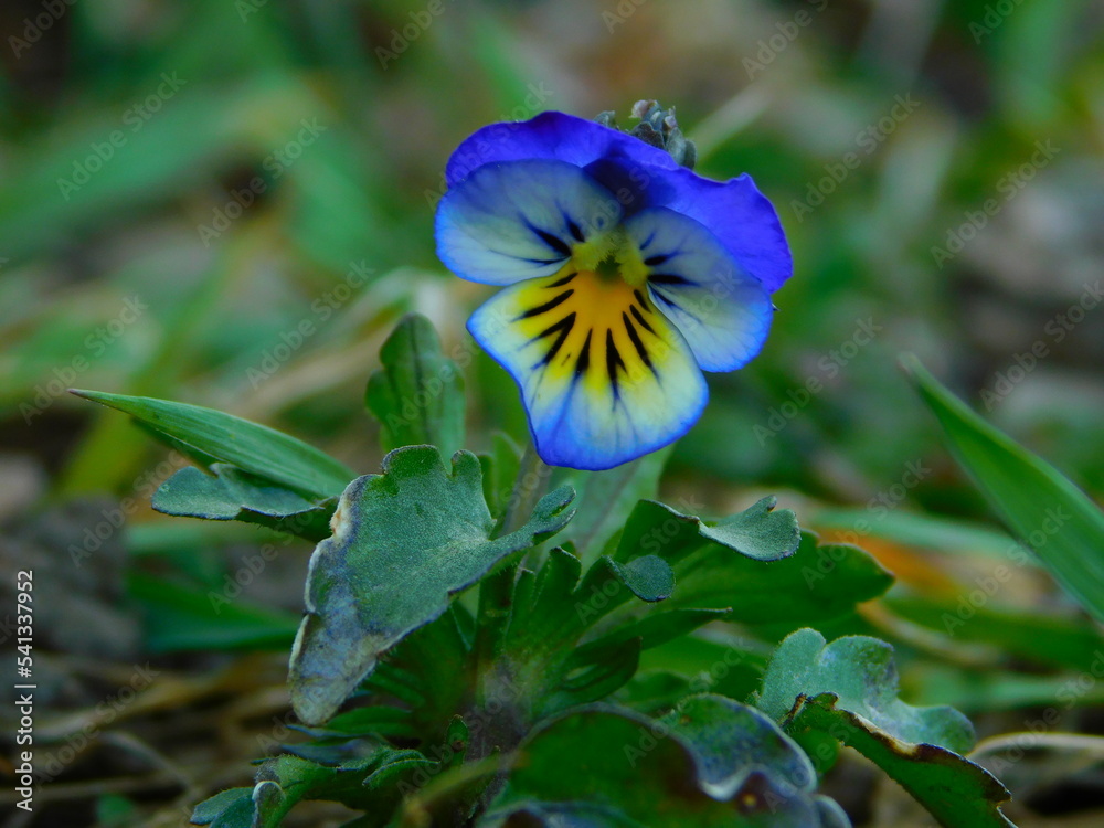 blue viola Stock Photo | Adobe Stock