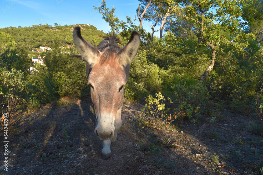 Donkey, Âne de Provence. Southern france Donkey Stock 写真 | Adobe Stock