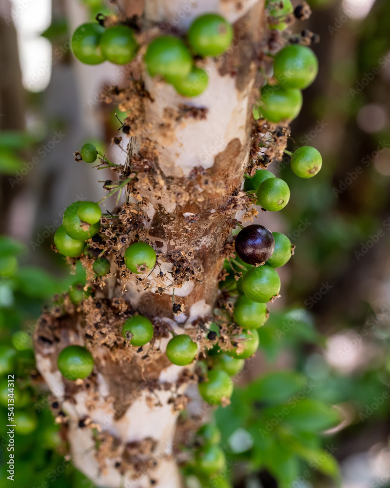 Exotic fruit. The green jaboticaba growing on the stem of the ...