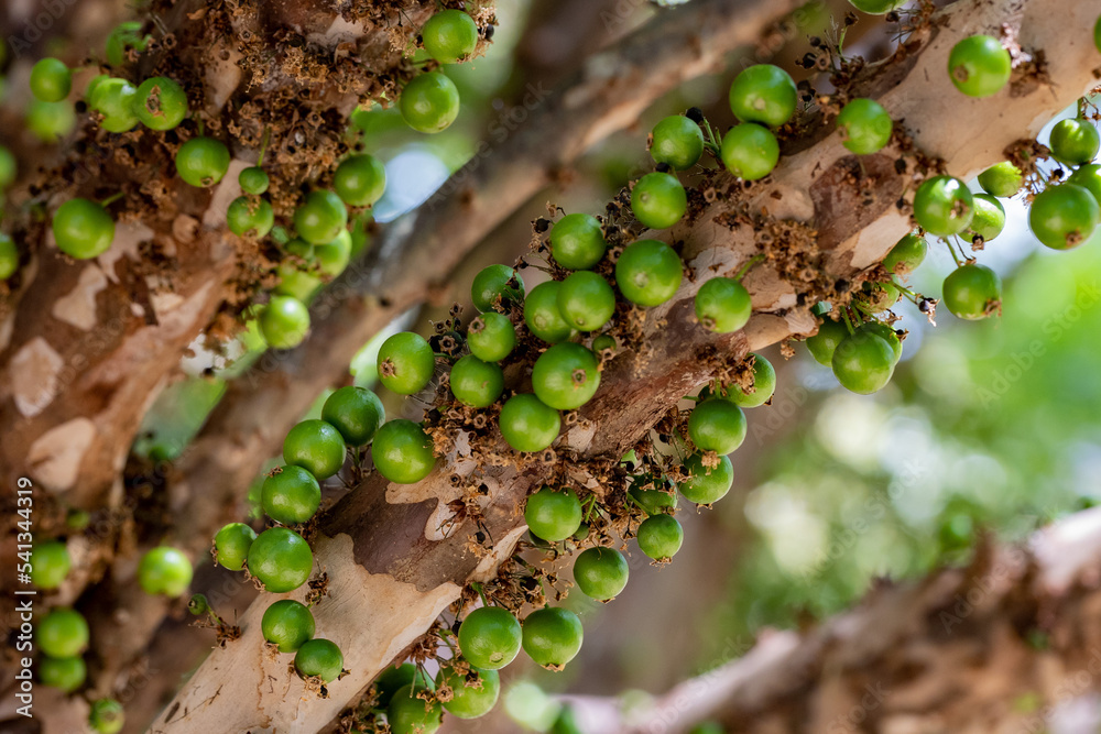Exotic fruit. The green jaboticaba growing on the stem of the ...