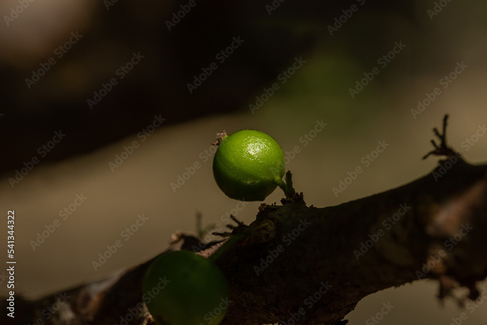 Exotic fruit. The green jaboticaba growing on the stem of the ...