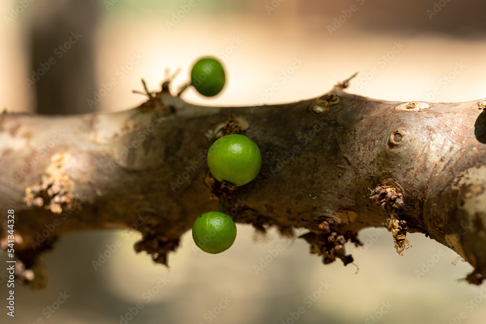 Exotic fruit. The green jaboticaba growing on the stem of the ...