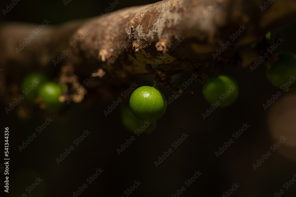 Exotic fruit. The green jaboticaba growing on the stem of the ...
