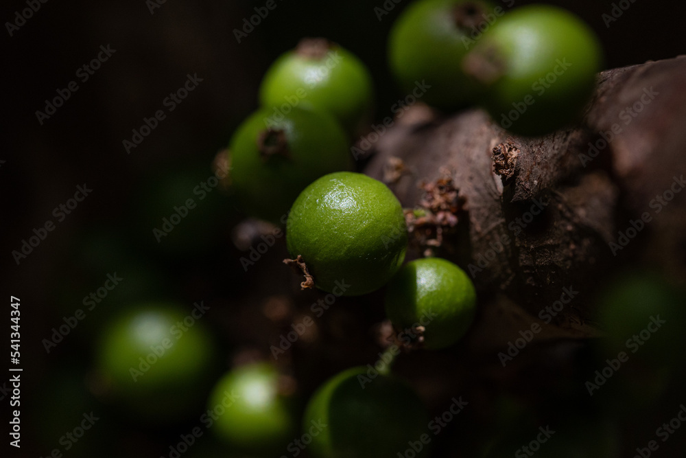 Exotic fruit. The green jaboticaba growing on the stem of the ...